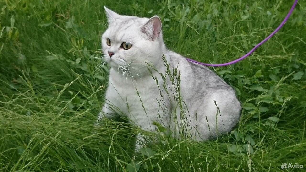 Кот ищет подругу