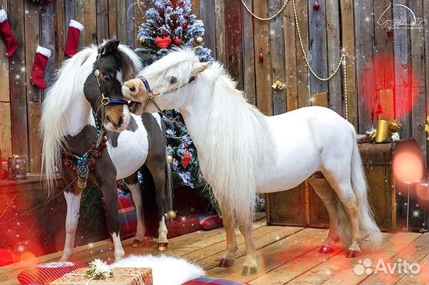 Миниатюрные лошади. Супер-качество