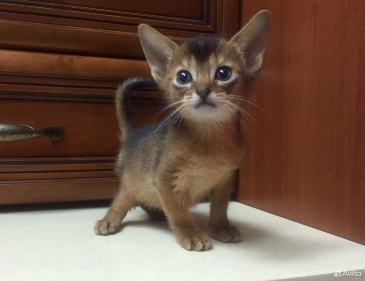 Аби котята резервирование