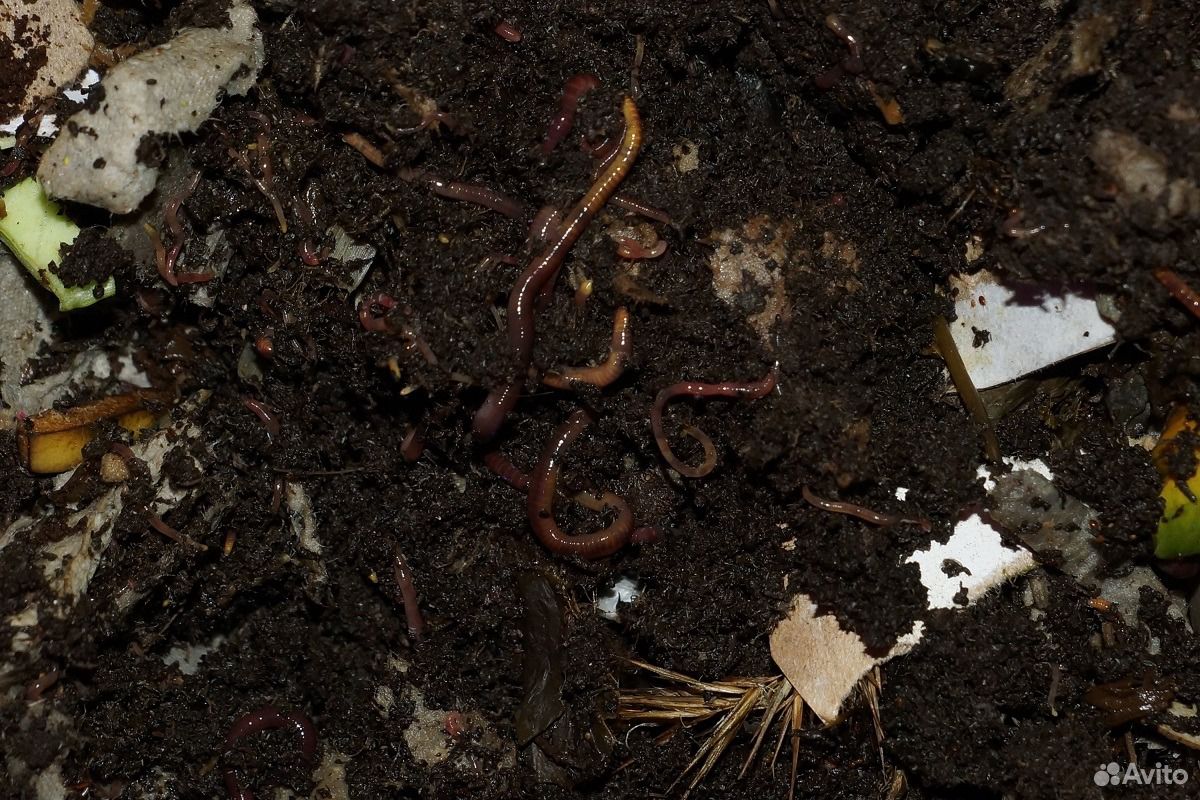 Черви старатель