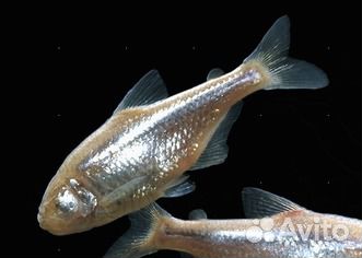 Пещерная рыба (Astyanax mexicanus)