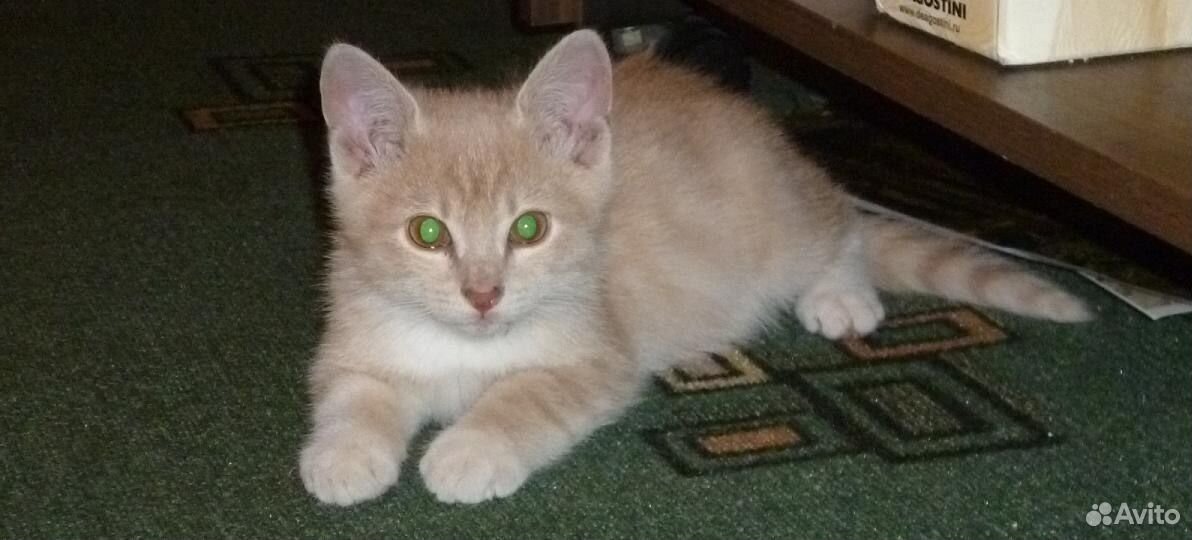 Рыжика в дар