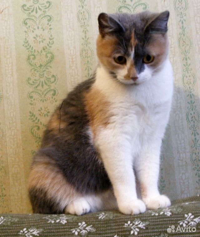 Алечка - воображала