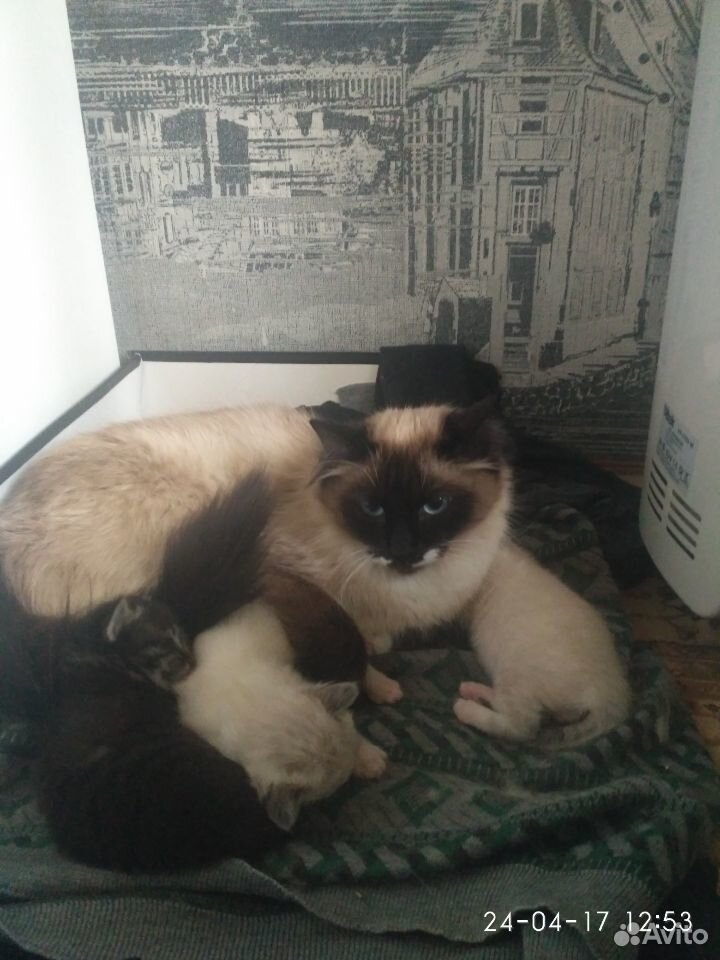 Бирманские котята