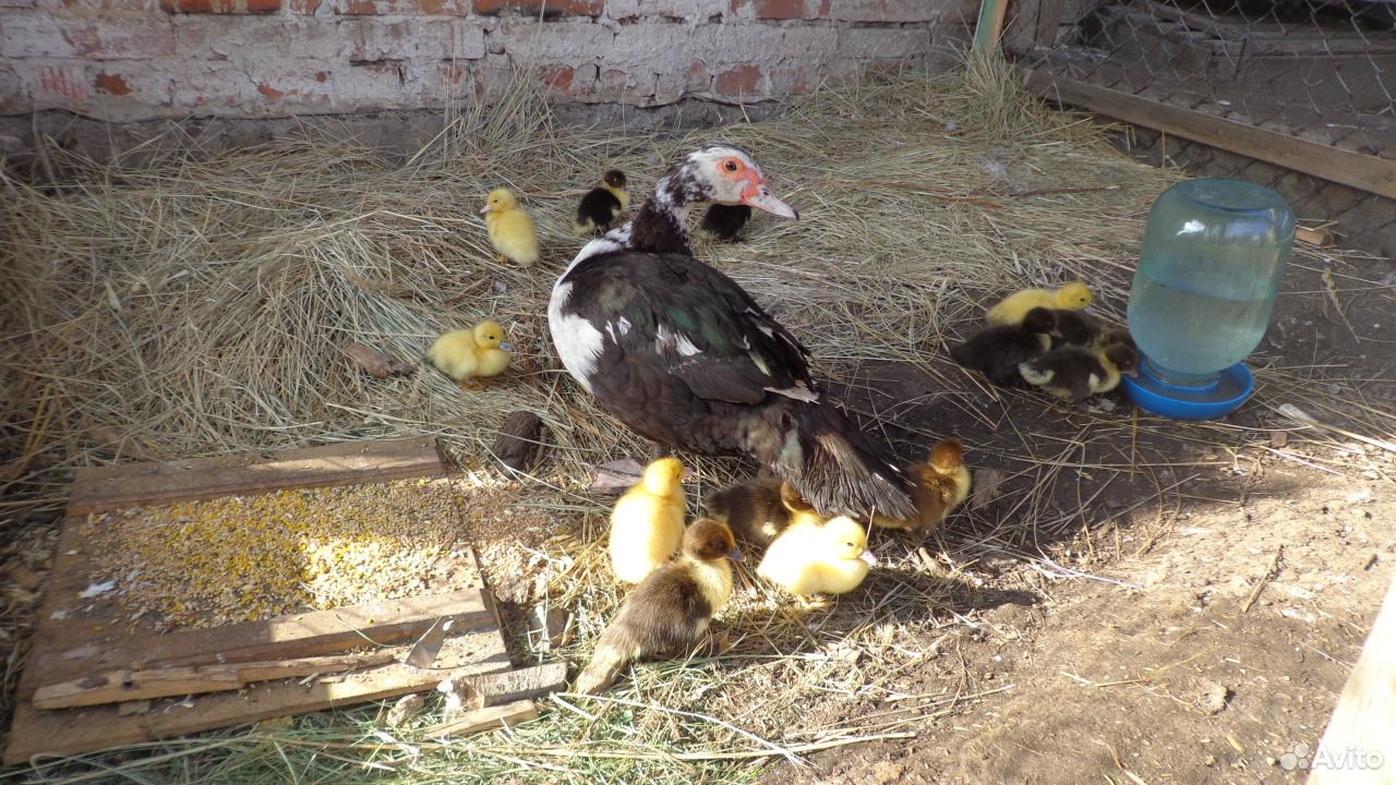 Утята индоутки