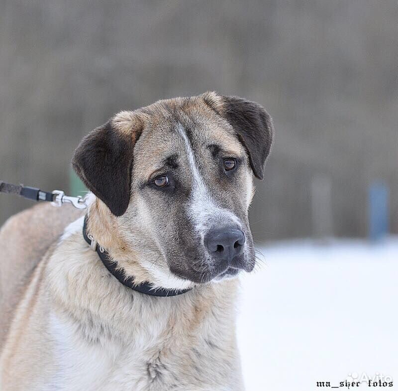 Красавица Асти в добрые руки