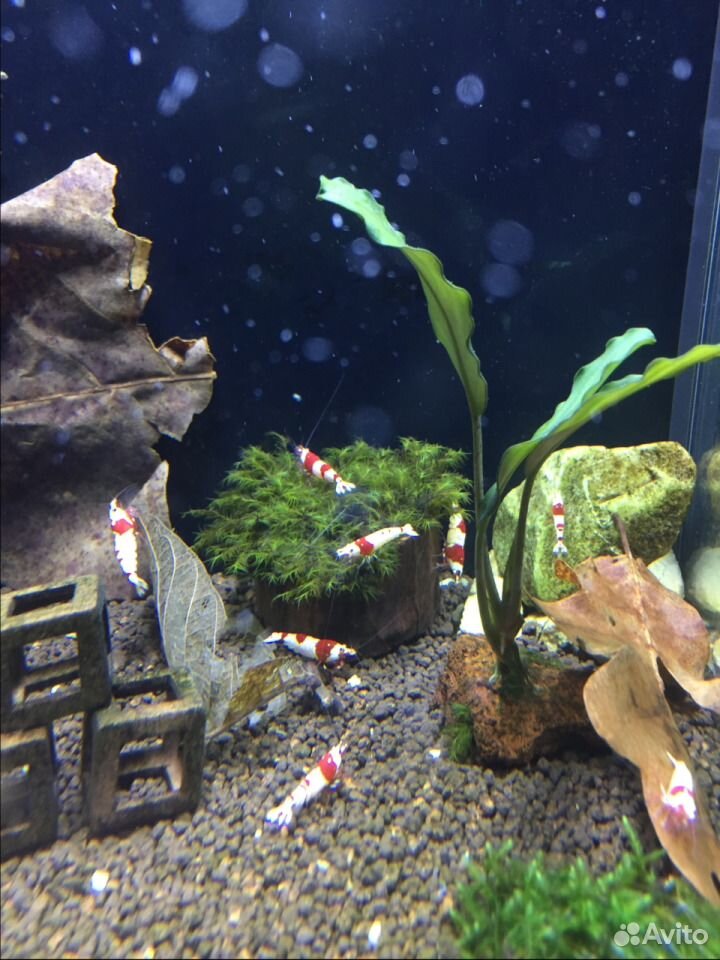Креветки EBI PRL. RED Кристалл