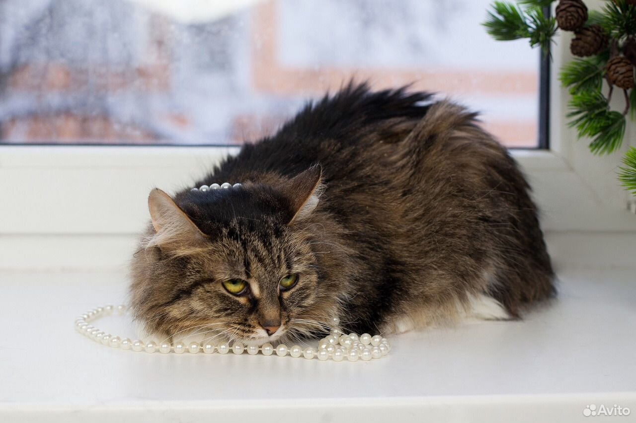 Кошечка Муся