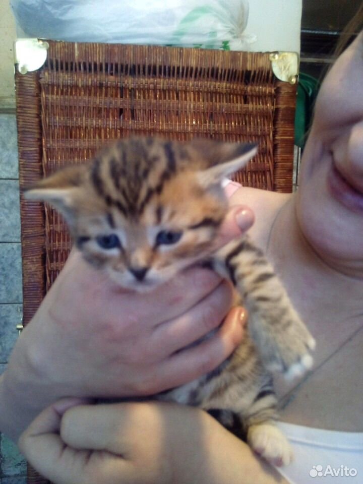 Котик зовут тигра