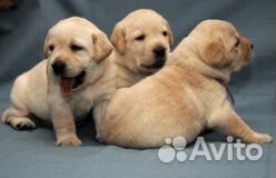 Палевые лабрики