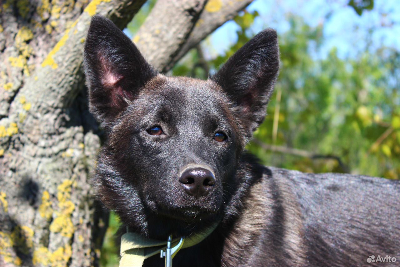 Рикка ищет дом