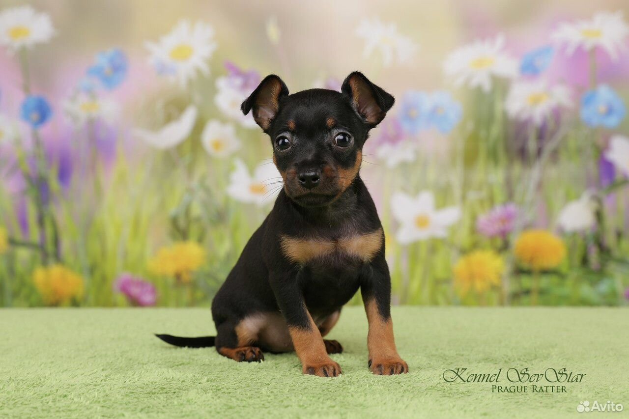 Пражский Крысарик / Ратлик