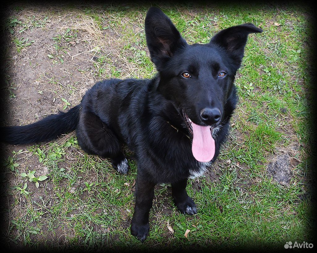 Немецкая овчарка,метис, дев.8мес,стерильна,привита