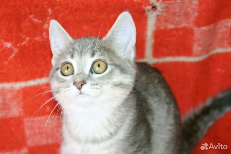Кошечка, 2 месяца