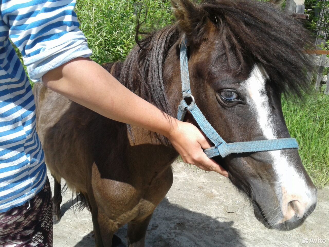 Продам пони