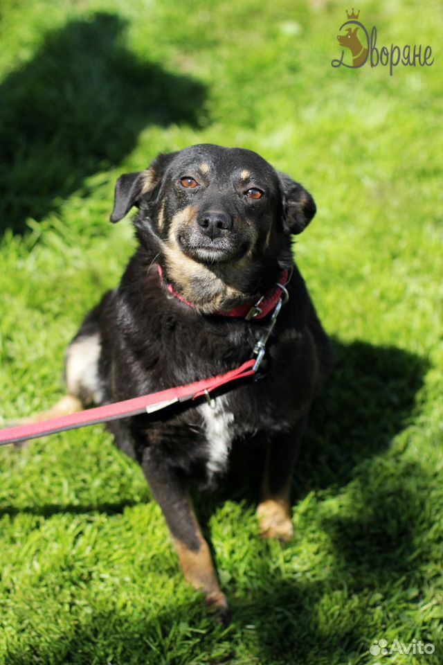 Милая Чернушка в добрые руки