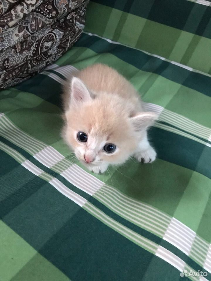 Котята 1,5 мес