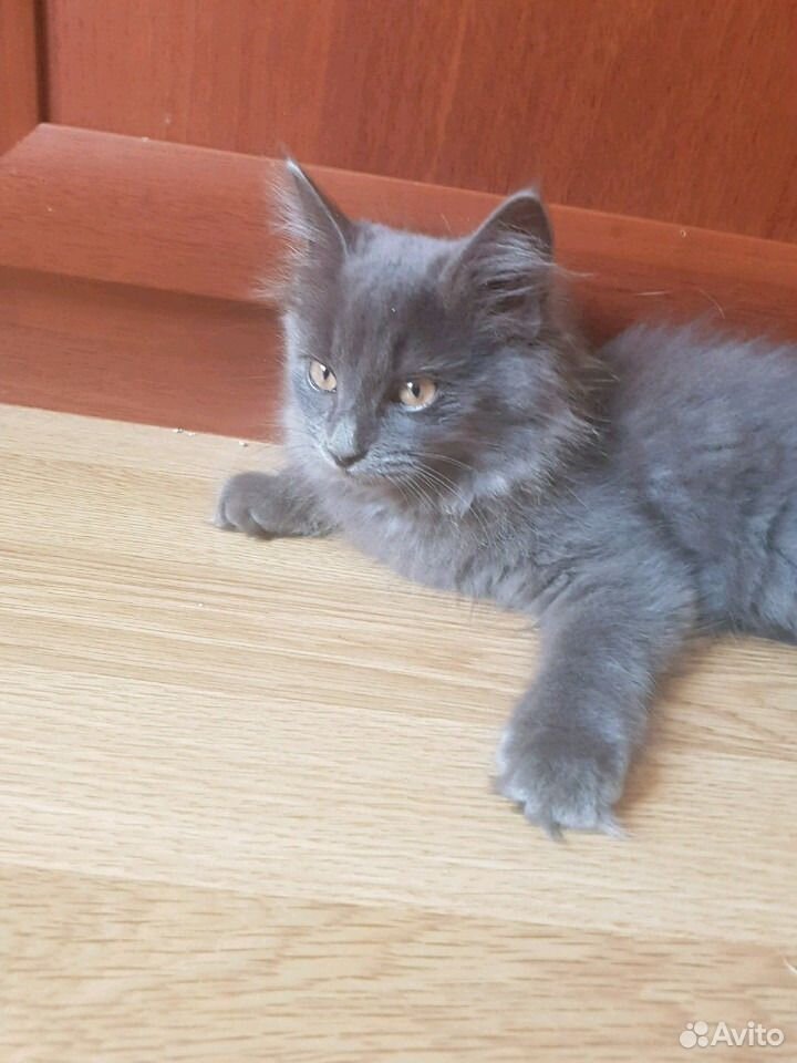 Русская голубая нибелунг девочка котенок 3м