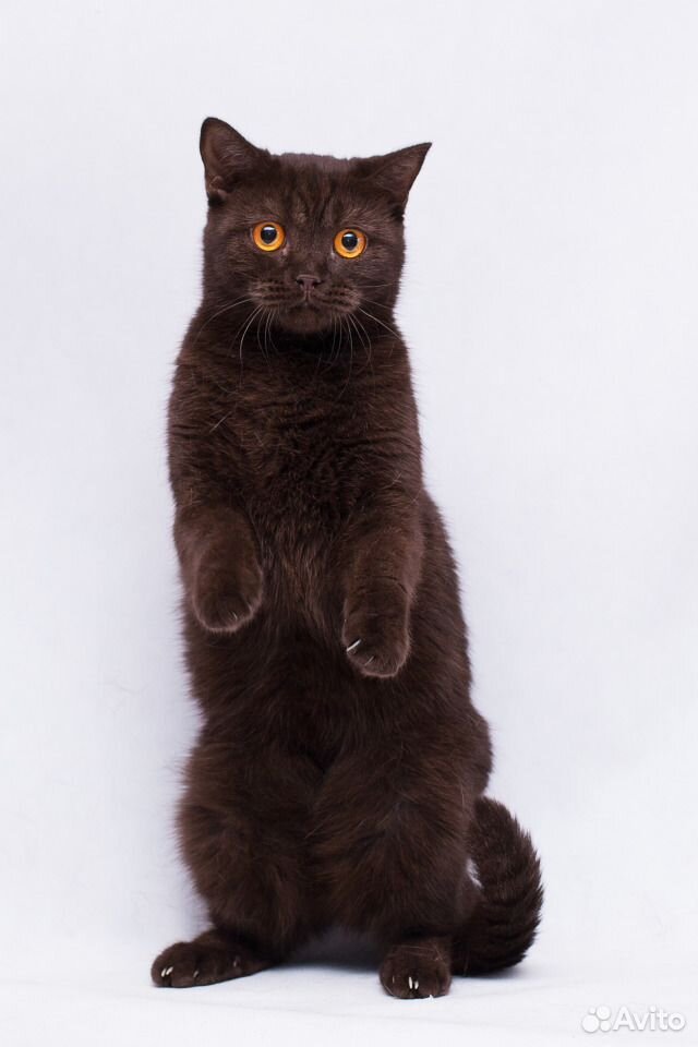 Шоколадка Маша в дар в добрые руки