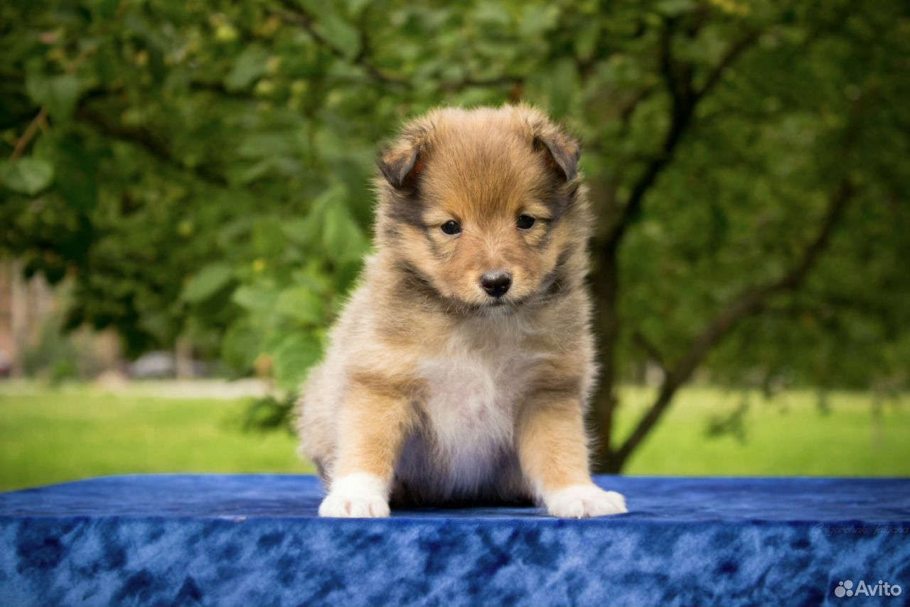 Девочка шелти