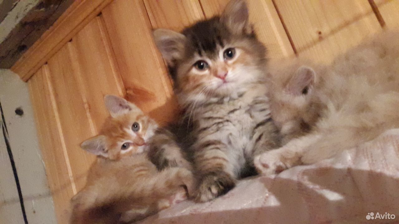 Отдадим котят в добрые руки
