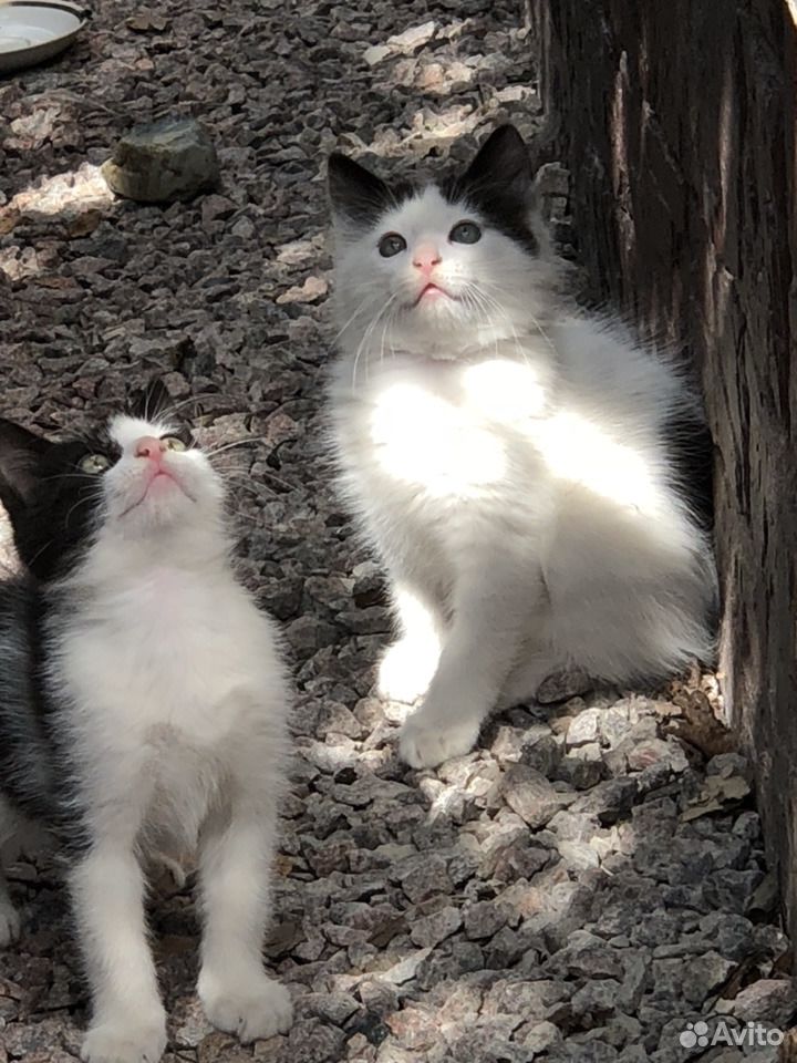 Комочки счастья и тепла