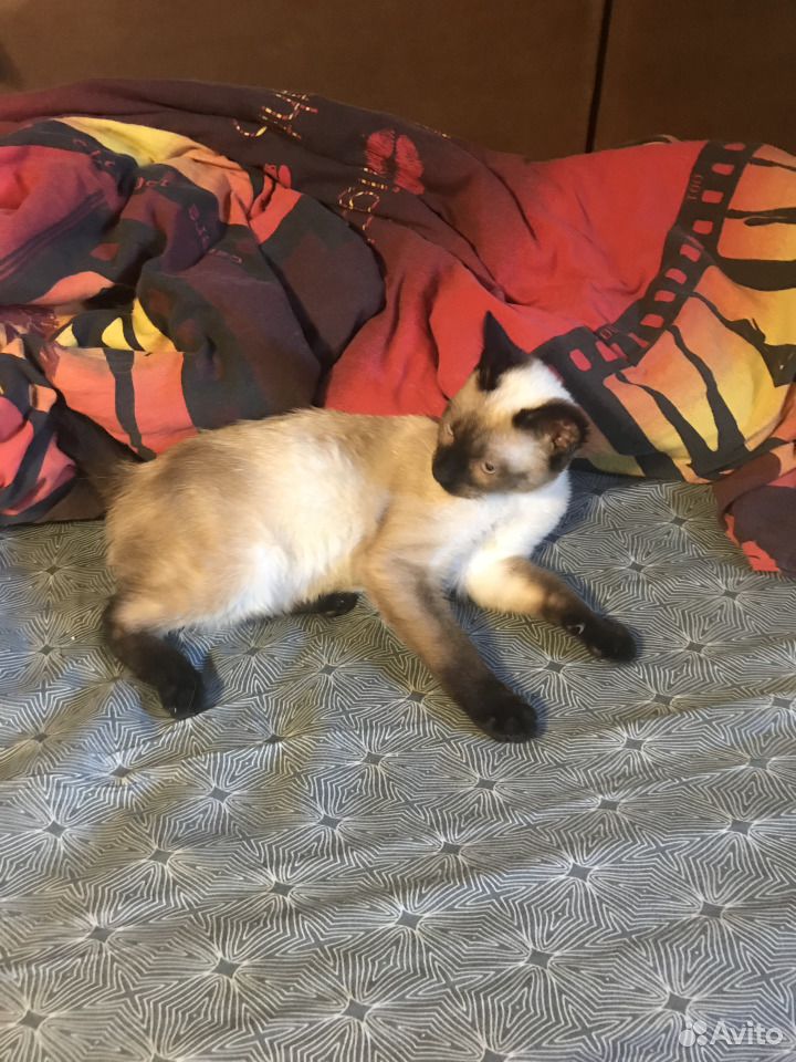 Тайская кошка