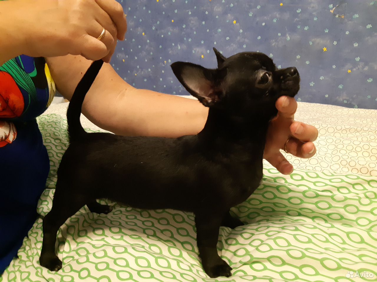 Щенки чихуа девочки