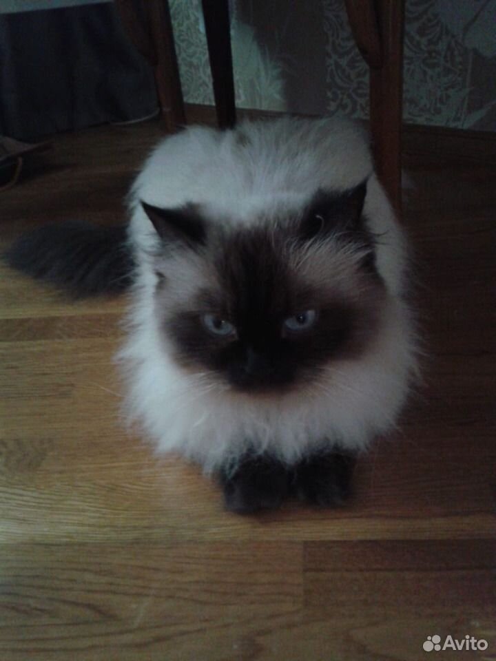 Продаются котята