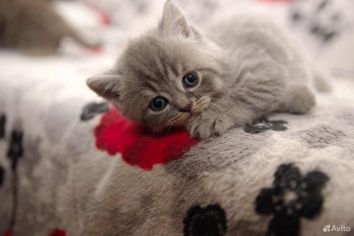 Шотландские фолд и страйт