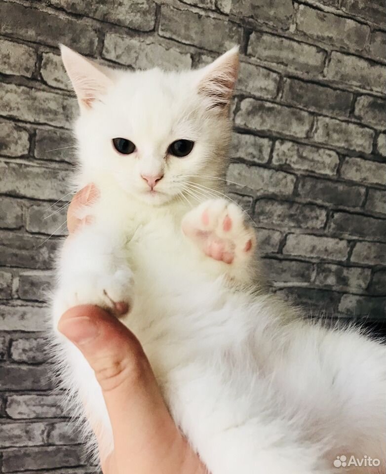 Котики-близняшки