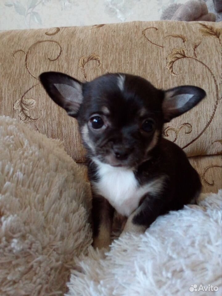 Щеночки чишки