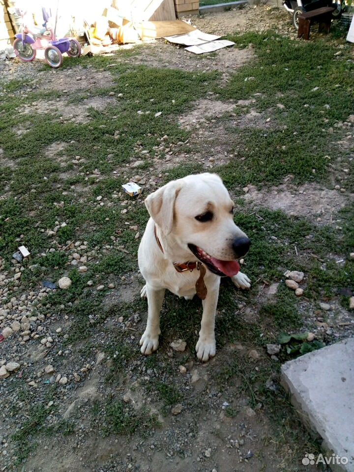 Вязка лабрадор