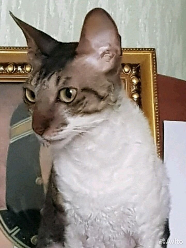 Корниш-рекс