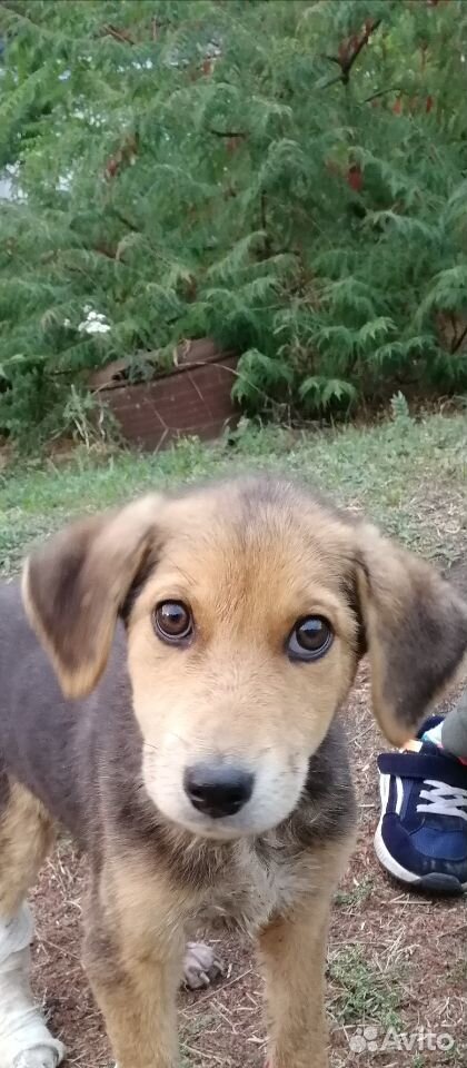 Метисы охотника