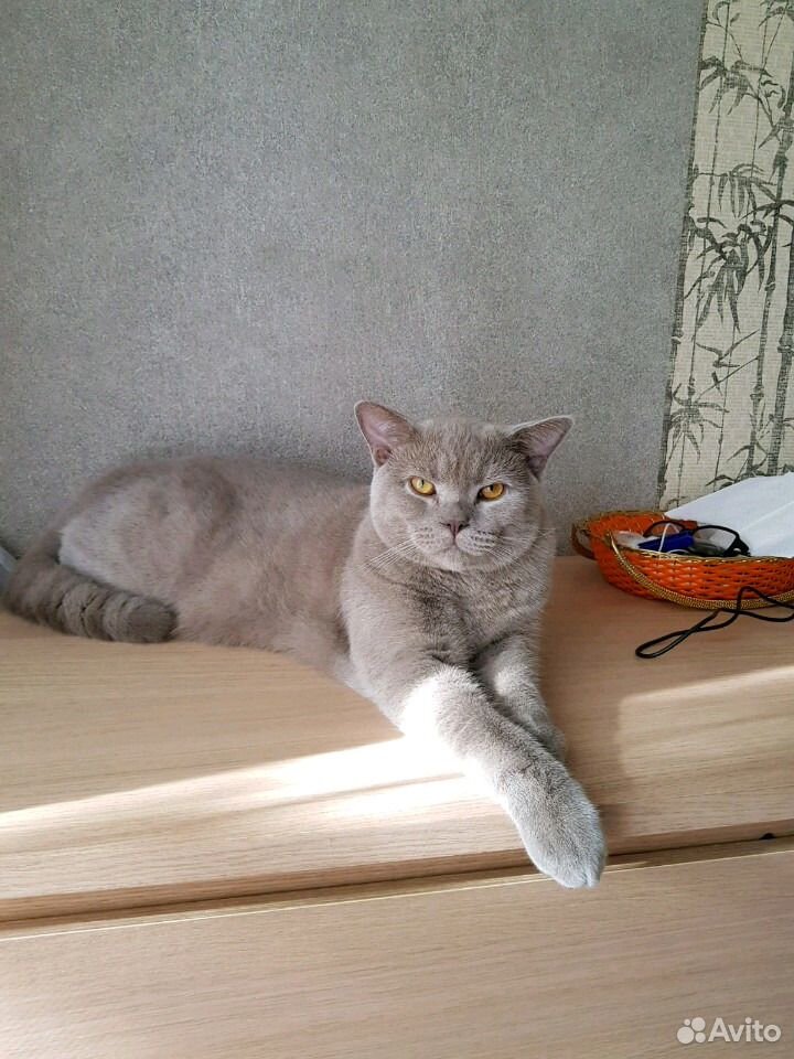 Вязка шотландского кота