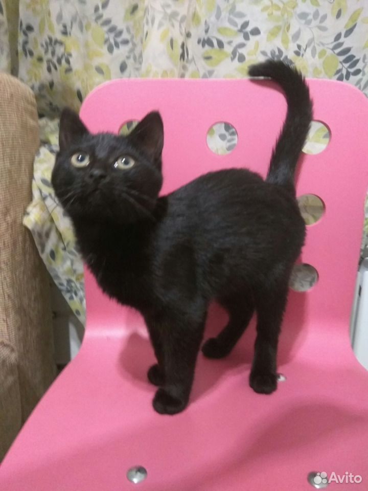 Черный котенок Мишка