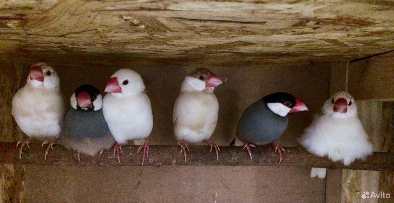 Рисовые амадины