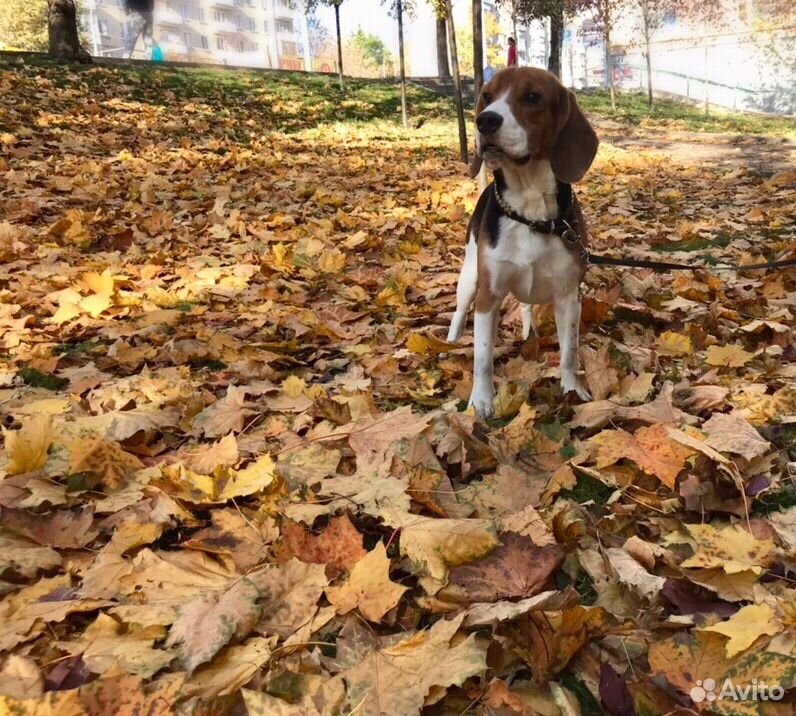 Вязка, мальчик бигль 2 года