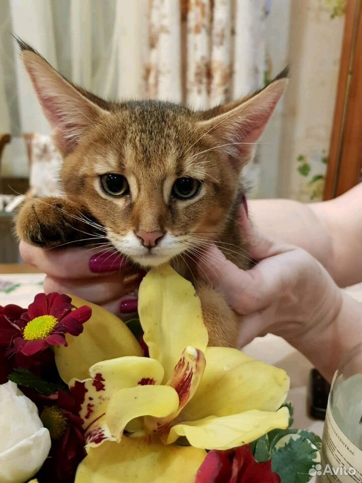 Чаузи ф1 котята