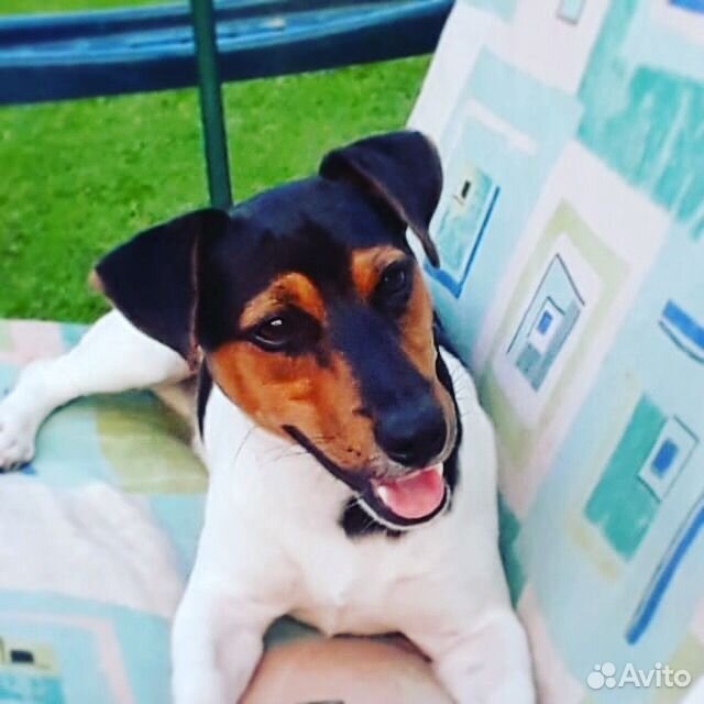 Джек Рассел терьер вязка