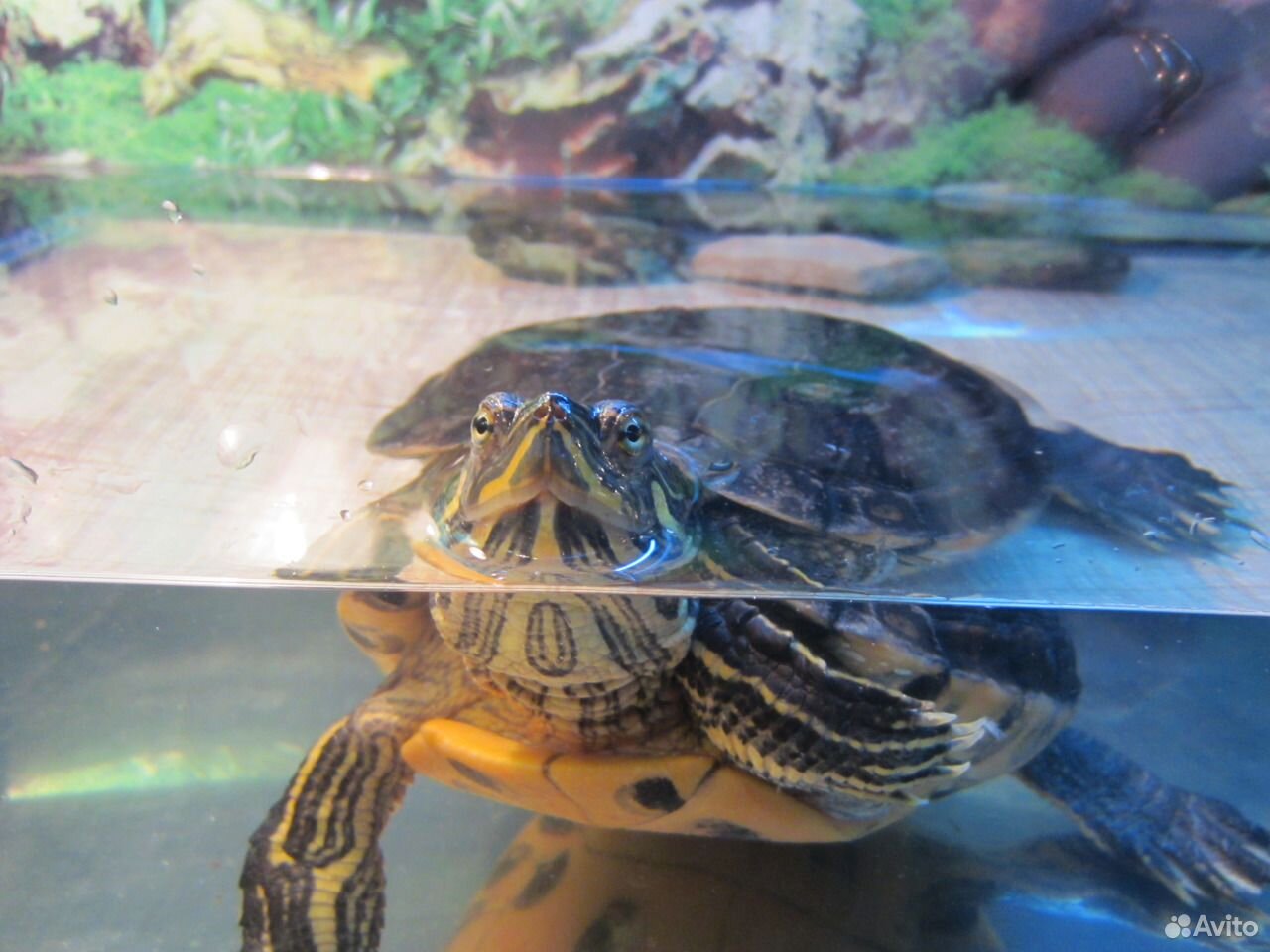 Отдам в заботливые руки двух красноушек