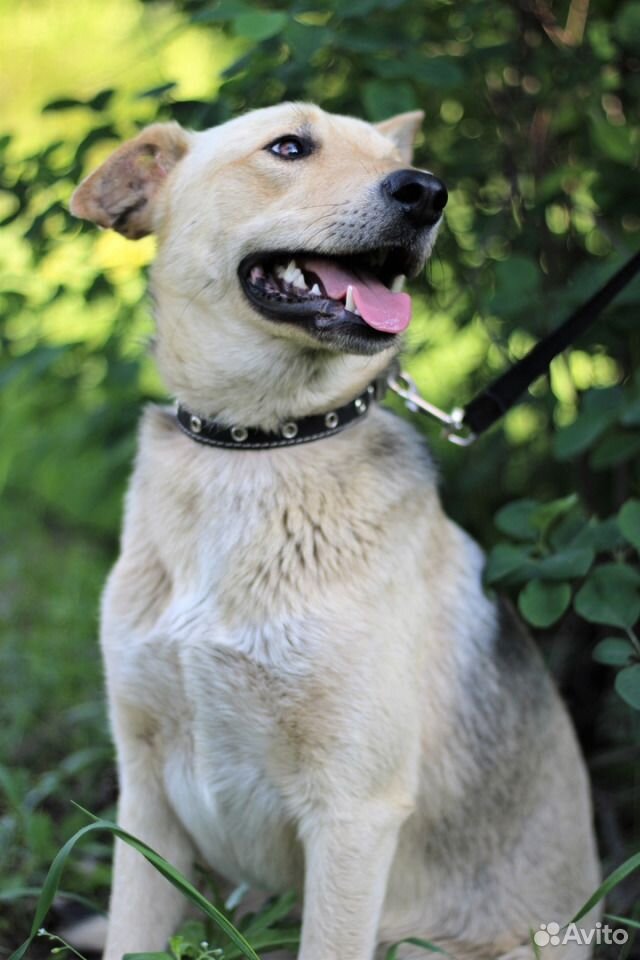 Фенёк ищет дом