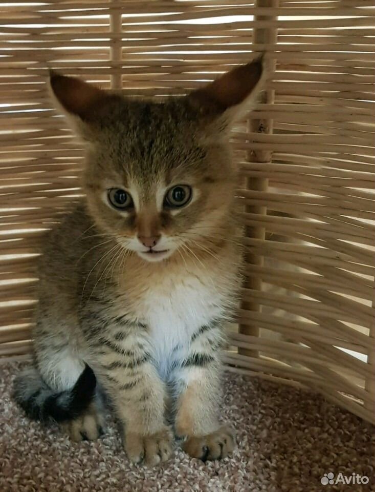 Чаузи котик 75 дикой крови