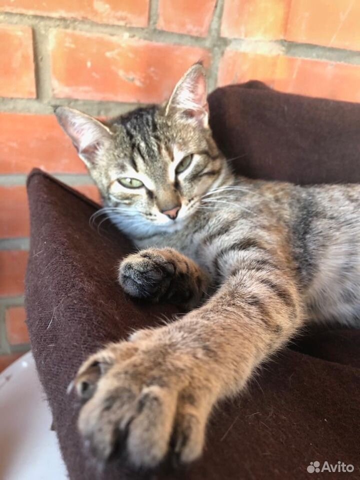Кошечке подростку ищу дом