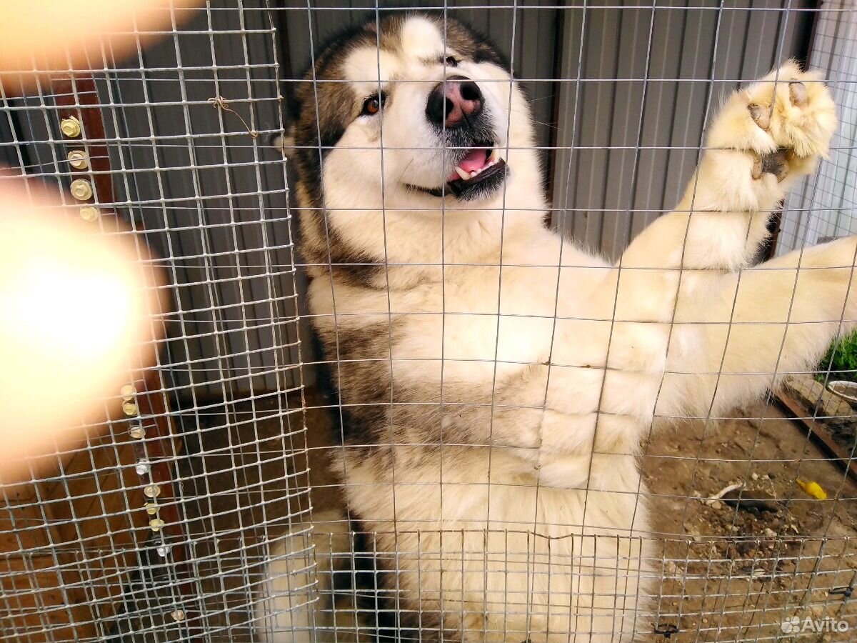 Маламут аляскинский