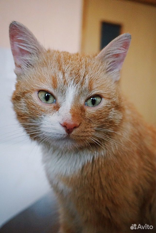 Кот Илюша