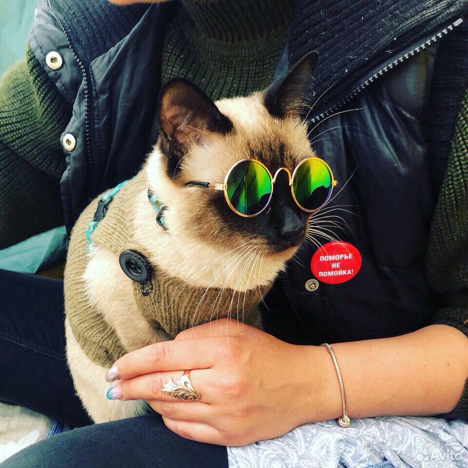 Ищем вязку для кота