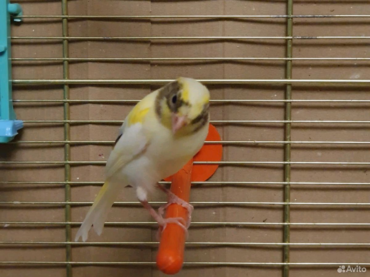 Птенцы канарейки