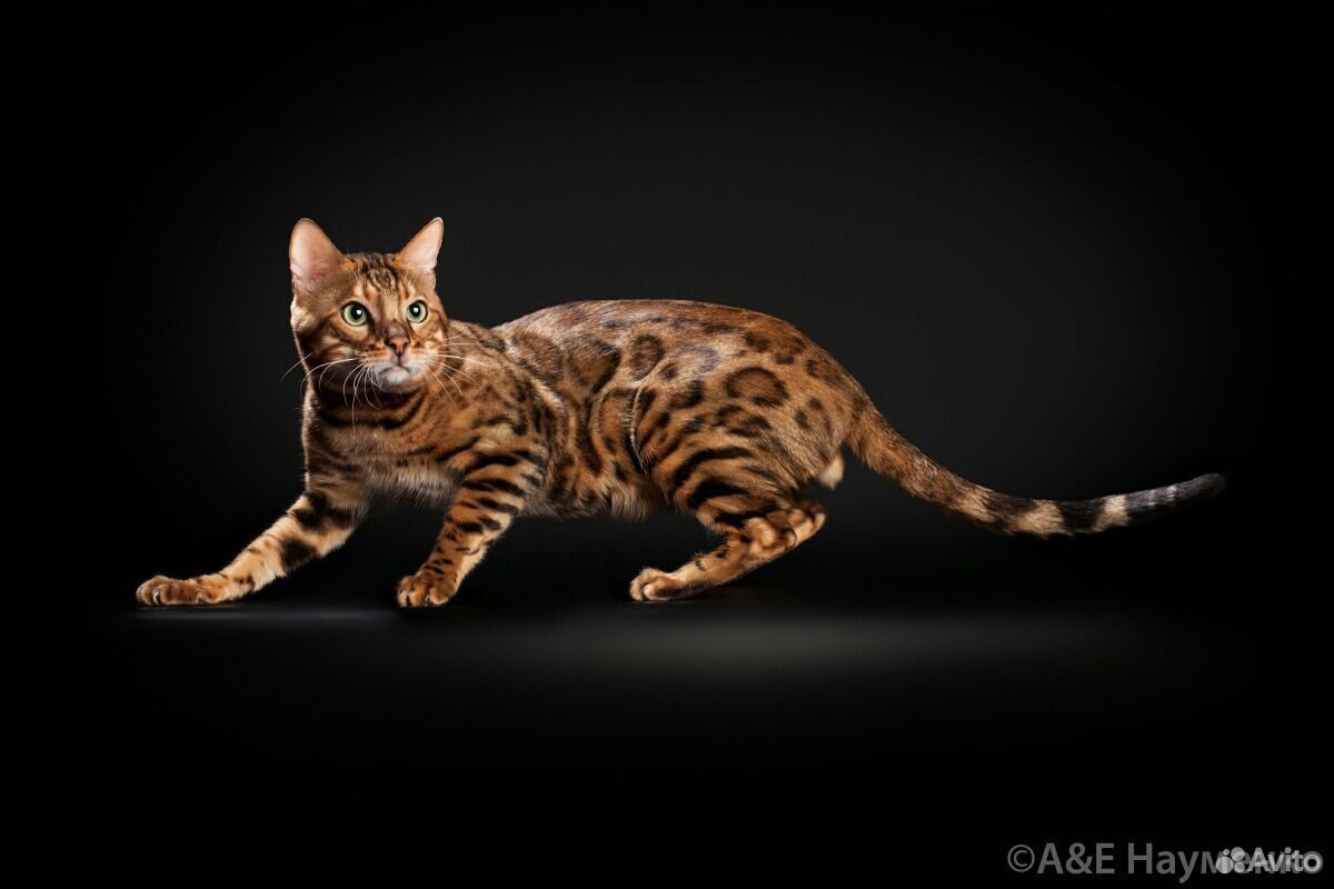 Бенгальские котята с документами